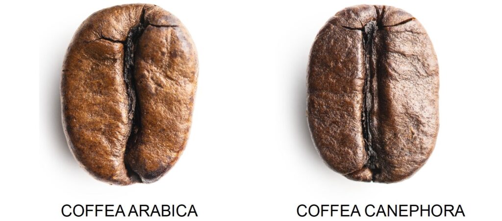 Vergleich Arabica Kaffee mit Robusta Kaffee - KAFFEELAND HAINISCH
